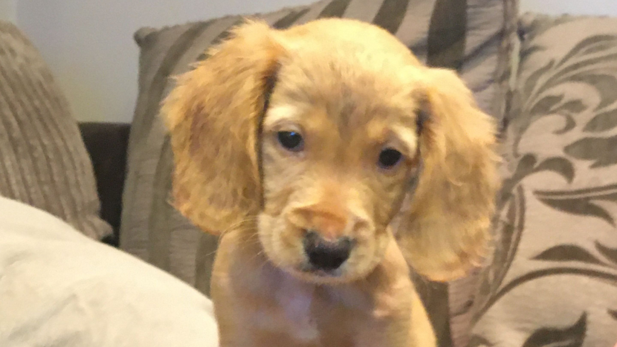 Déterminé à adopter un chiot, cet enfant se fait passer pour sa mère ...