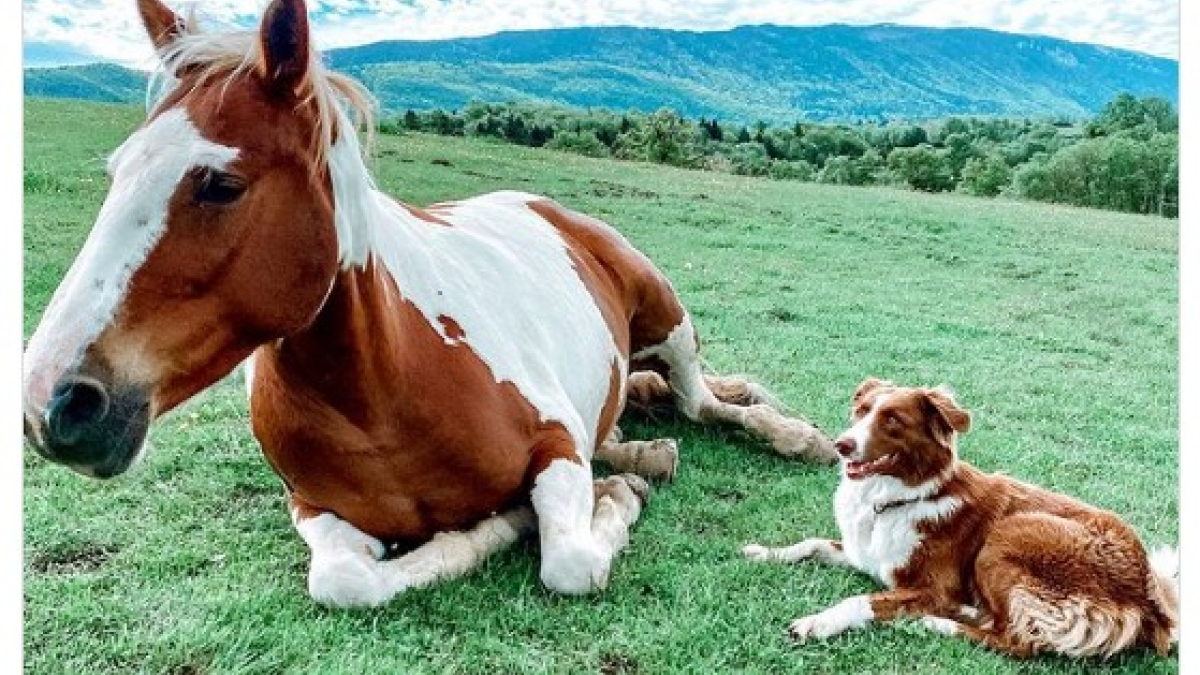 L’amitié fusionnelle entre une chienne et une jument, dont les pelages ...