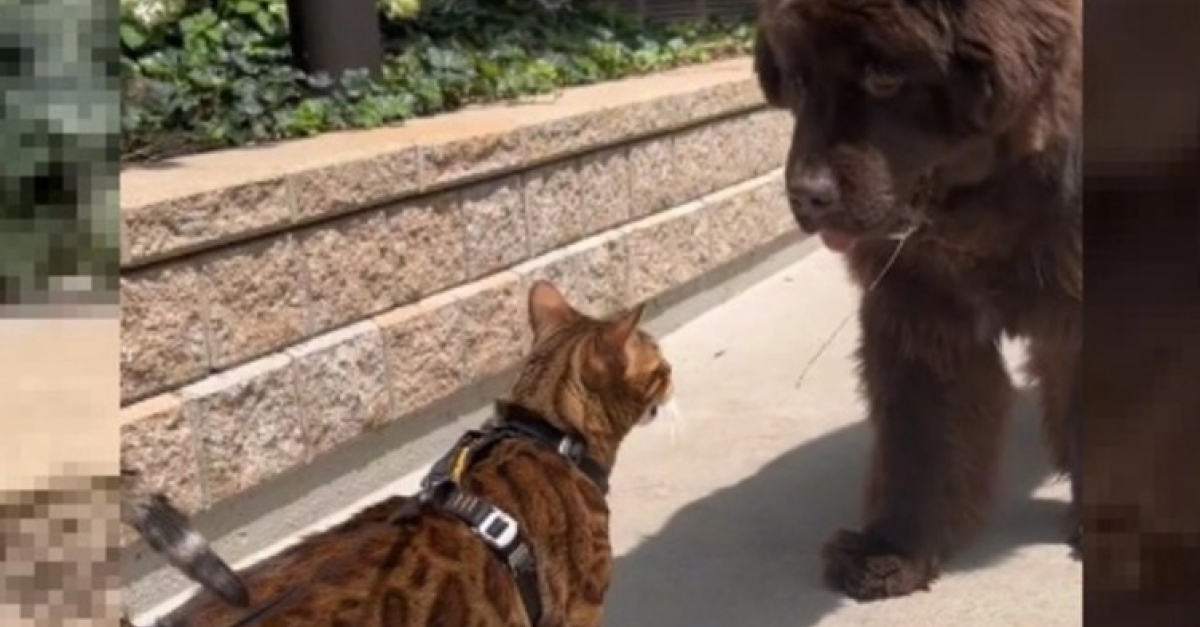 Découvrez Ace, le chat Bengal qui se promène en ville et se lie d ...