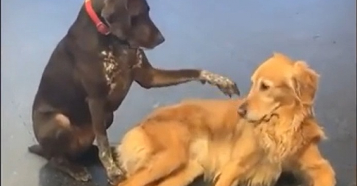 L'adorable habitude de Ruby : ce chien montre son affection en caressant les autres chiens avec ...