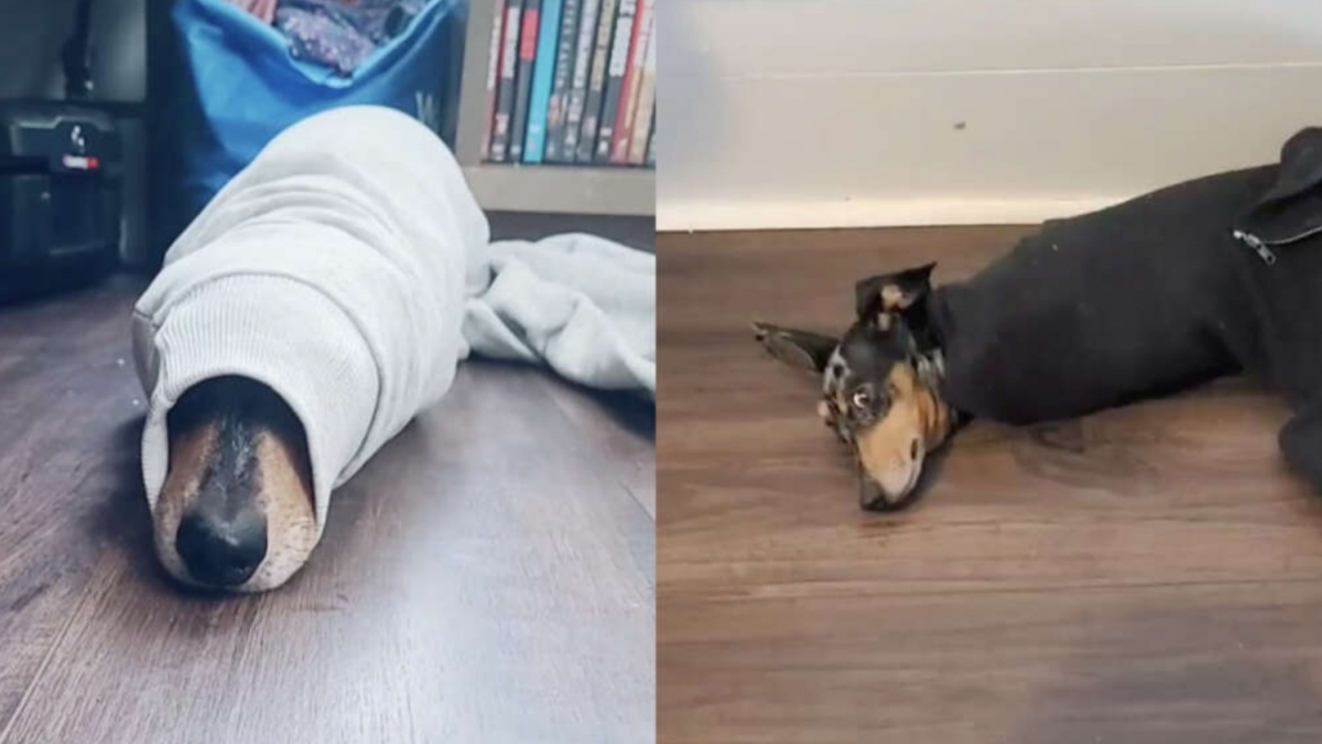 L’histoire amusante de Roger, le chien qui ne peut pas résister aux ...