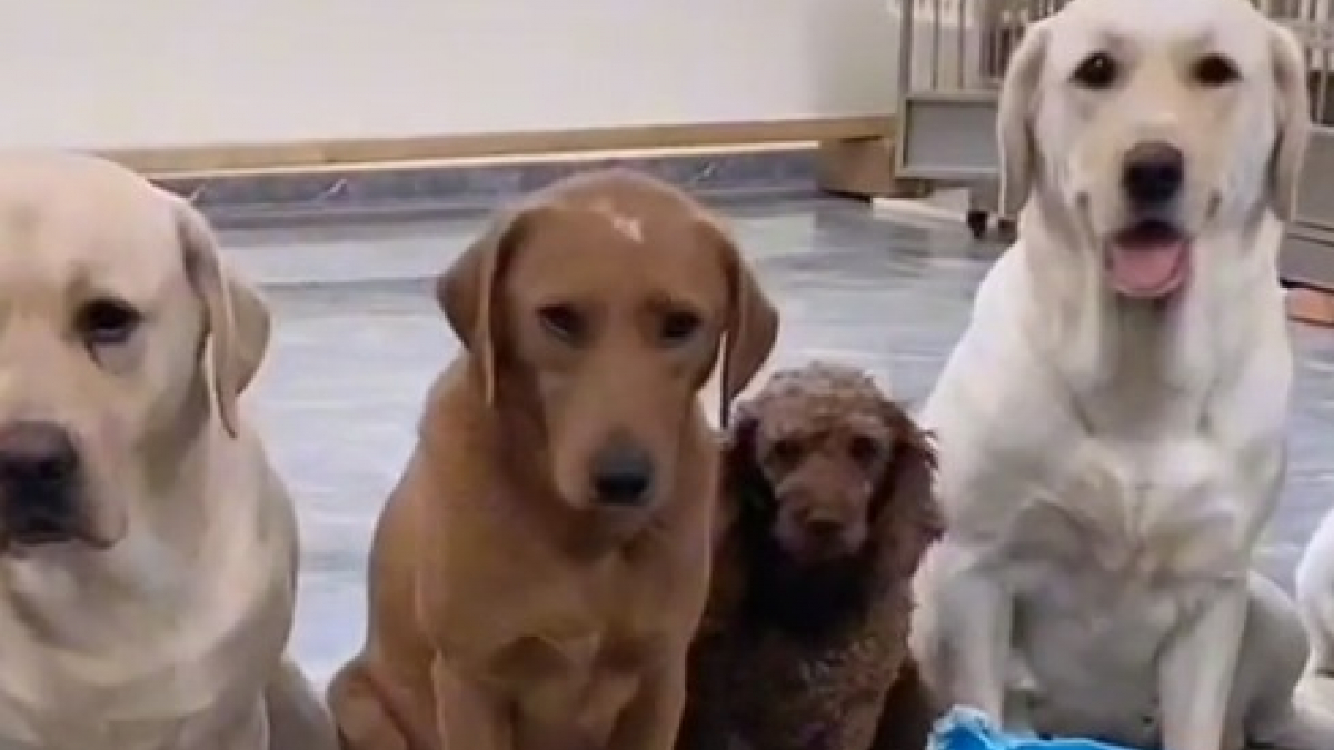 La vidéo adorable et hilarante de 5 chiens accusant leur ami de la ...