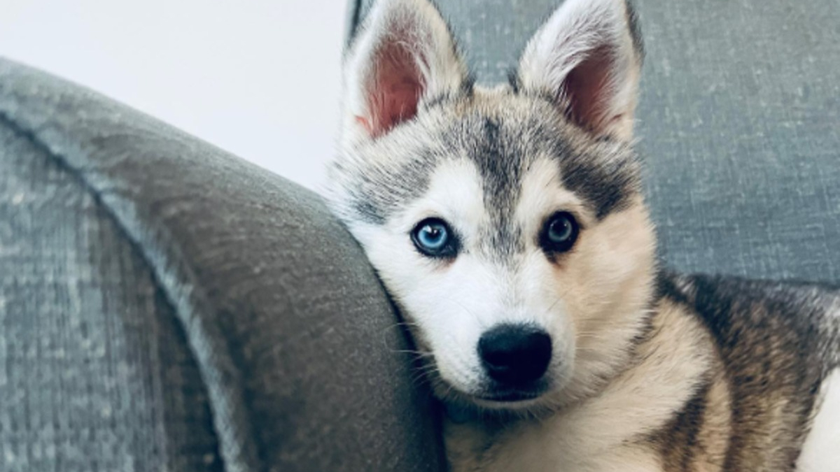 20 photos d'Alaskan Klee Kai, ce "mini Husky" aux qualités maxi