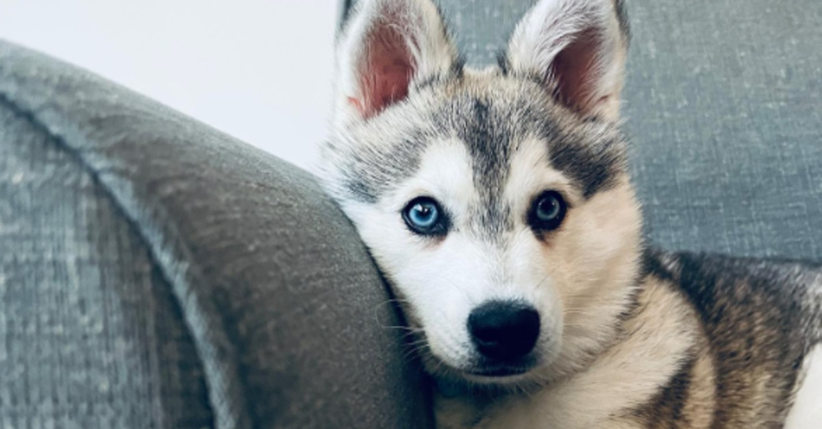 20 photos d'Alaskan Klee Kai, ce "mini Husky" aux qualités maxi