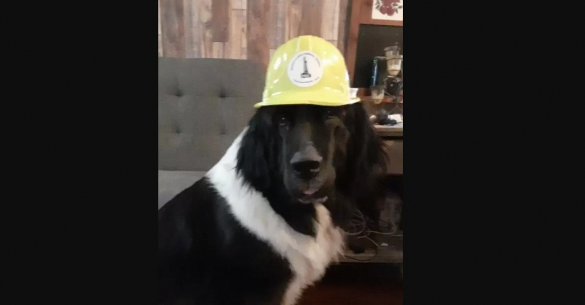 Une famille résout enfin le mystère des aboiements nocturnes de leur ...