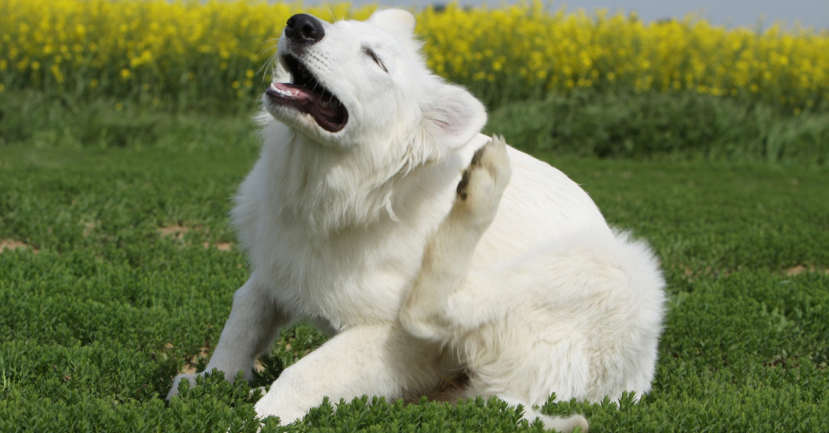 Les parasites internes et externes du chien : quels sont-ils et comment ...