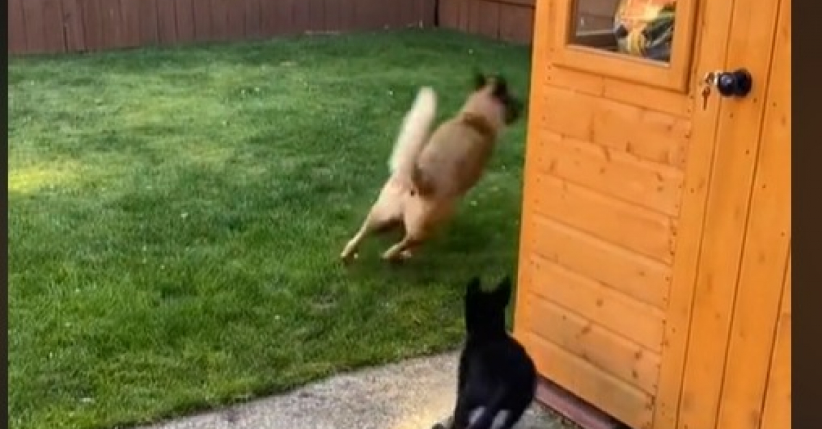 Harvey, le Berger Belge croisé Malinois jugé trop effrayant, trouve ...