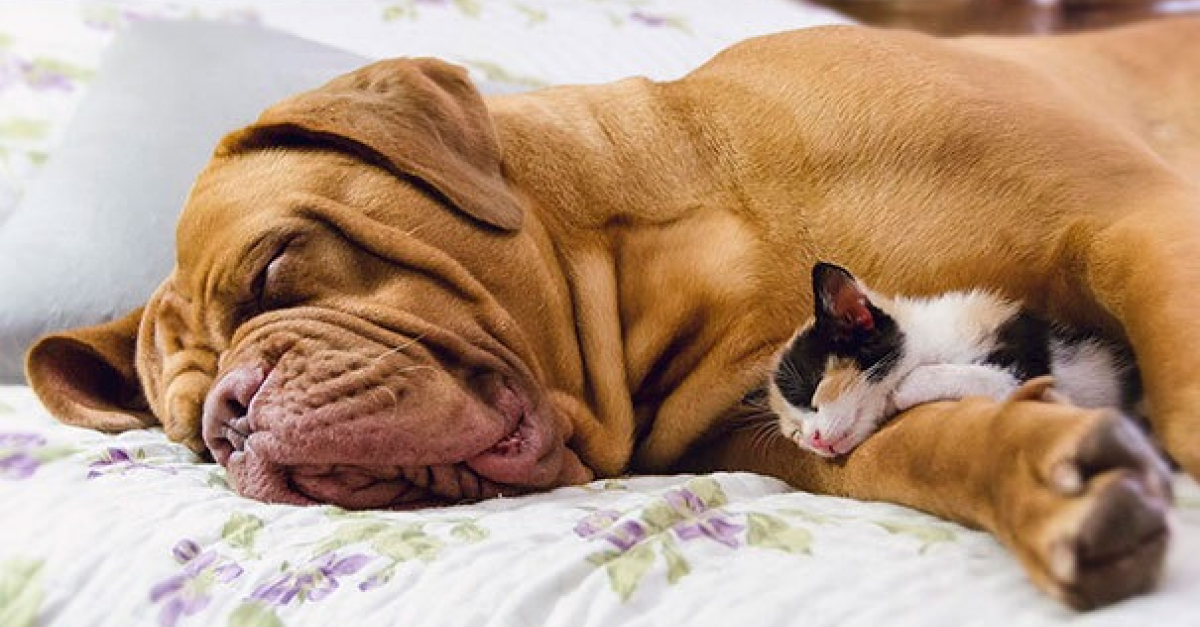 19 photos attendrissantes de chiens laissant volontiers leurs amis ...