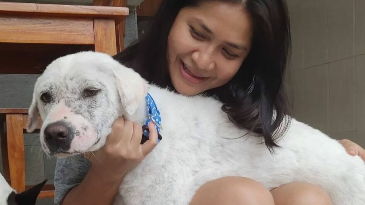 20 photos racontant la métamorphose d'un chien errant malade et déprimé ...