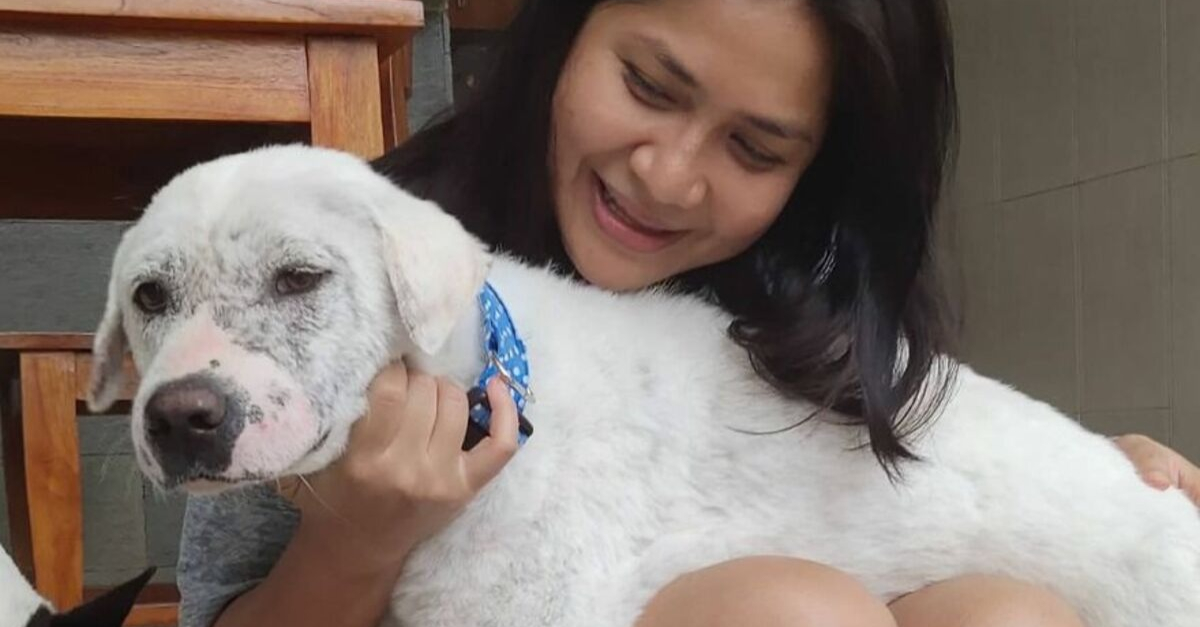 20 photos racontant la métamorphose d'un chien errant malade et déprimé à qui on a finalement ...