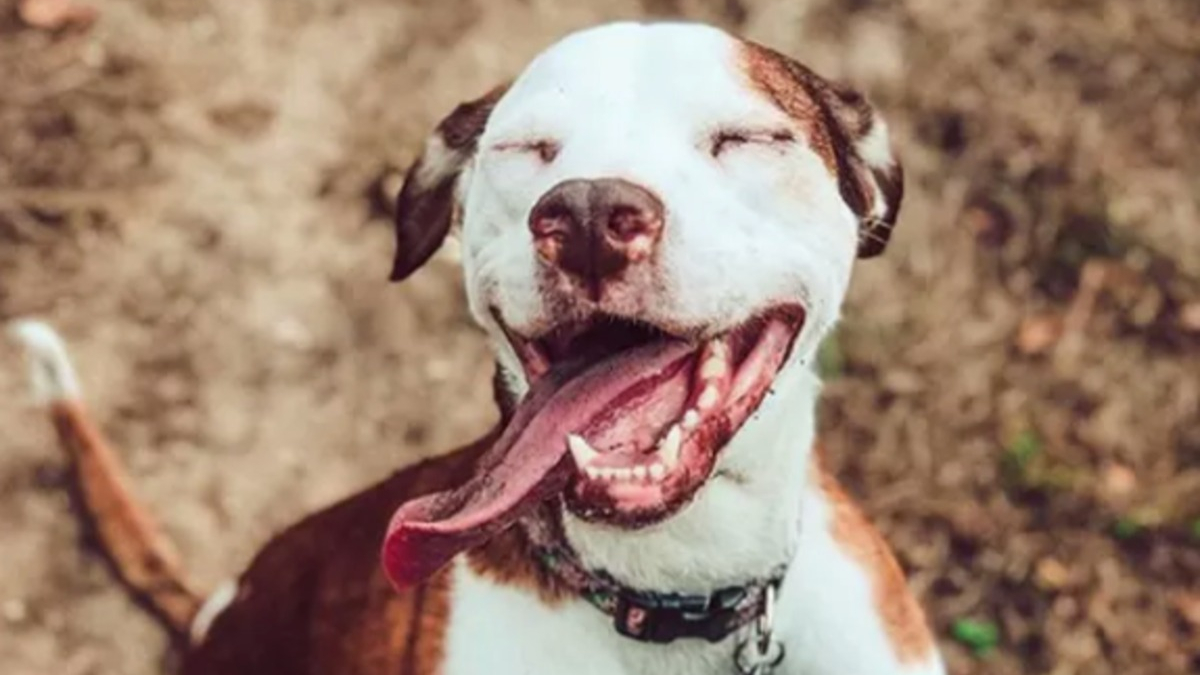14 Photos De Chiens Vous Offrant Leurs Plus Beaux Sourires Pour Booster 14-photos-de-chiens-vous-offrant-leurs-plus-beaux-sourires-pour-booster