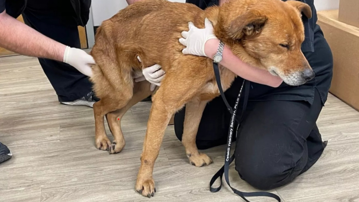 Retrouvailles touchantes entre Teddy et sa famille après une ...