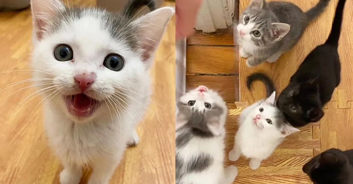 Comment Kona, la chienne bienveillante, est devenue la meilleure amie ...