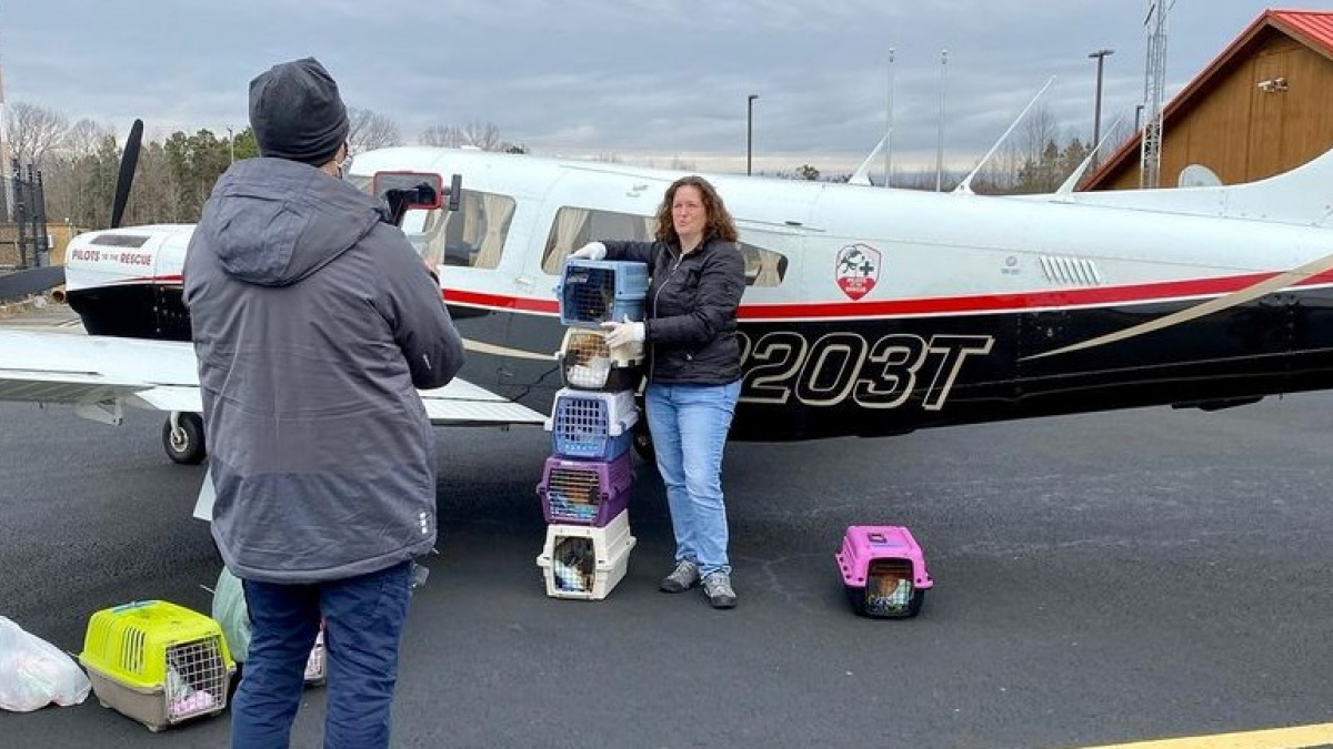 Une organisation permet à des animaux, voués à l’euthanasie, d’être ...