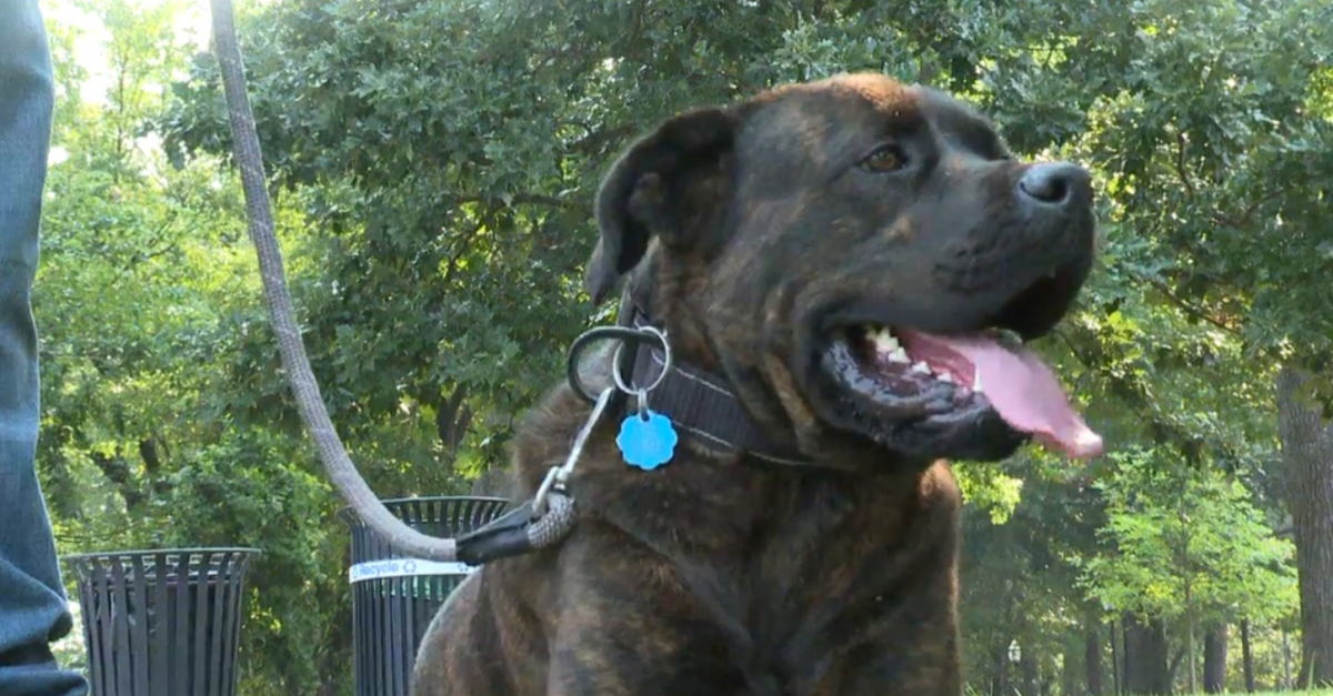 L'incroyable réflexe de Ruger, le Cane Corso qui protège son ...