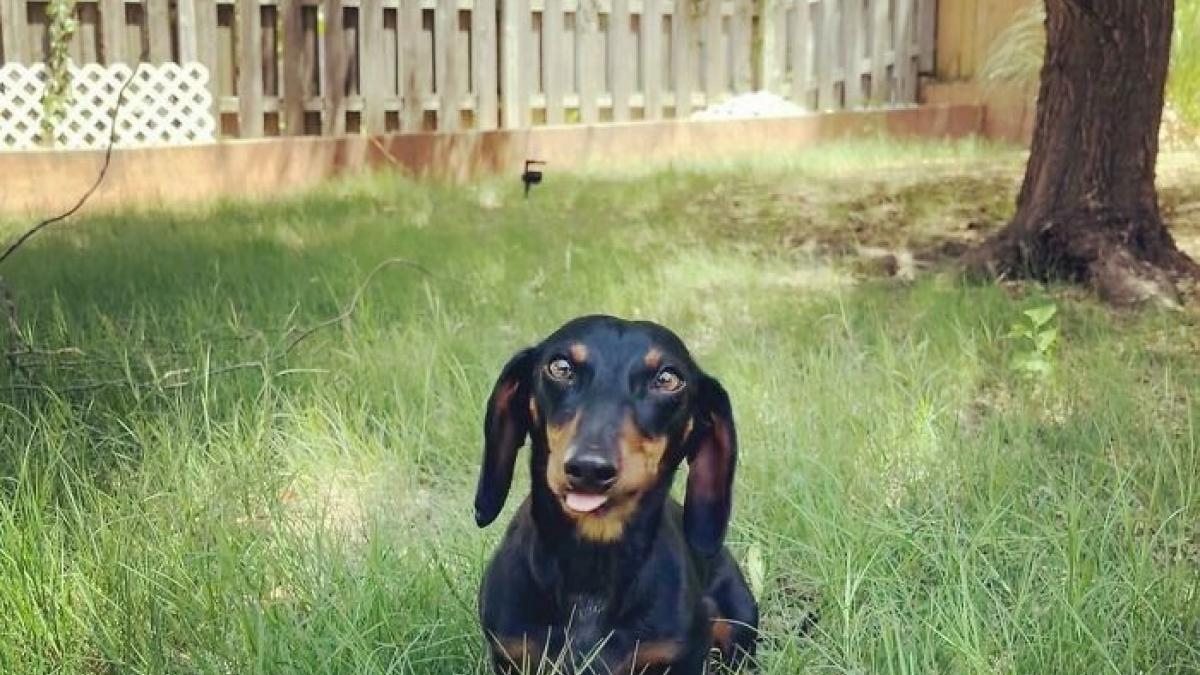 20 photos de chiens issus de refuges ou de la rue et qui savourent leur ...