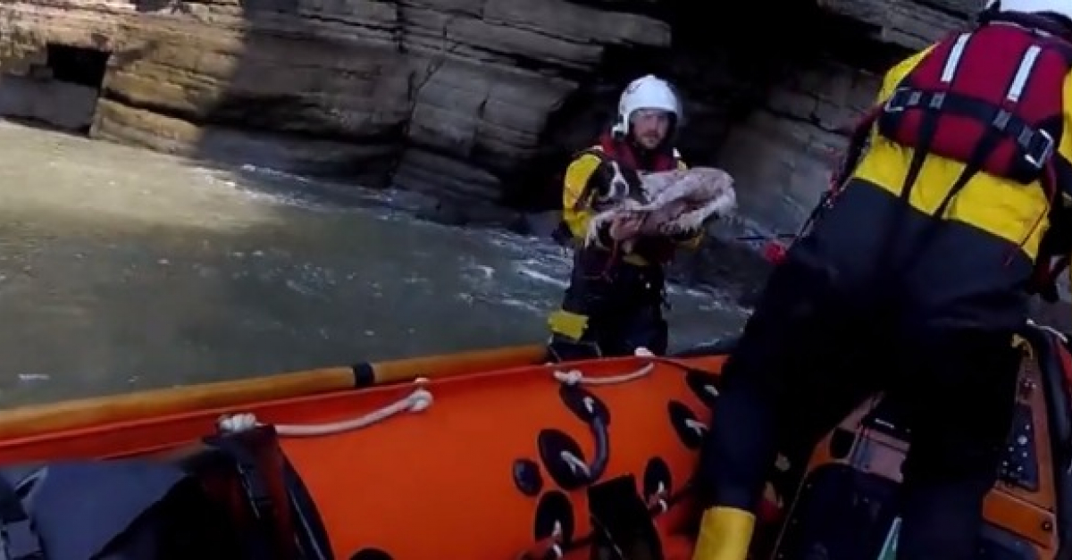 Les recherches intensives des garde-côte, afin de retrouver un chien ...