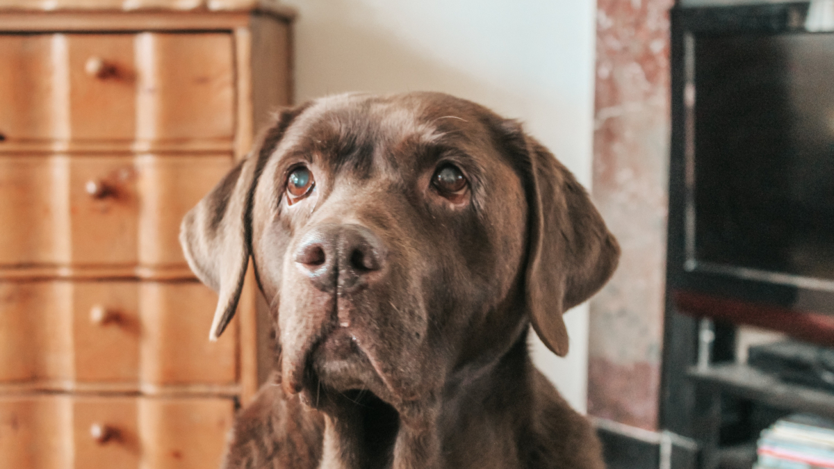 Désespérée par la mort de son chien, cette femme décide de prendre 2 ...