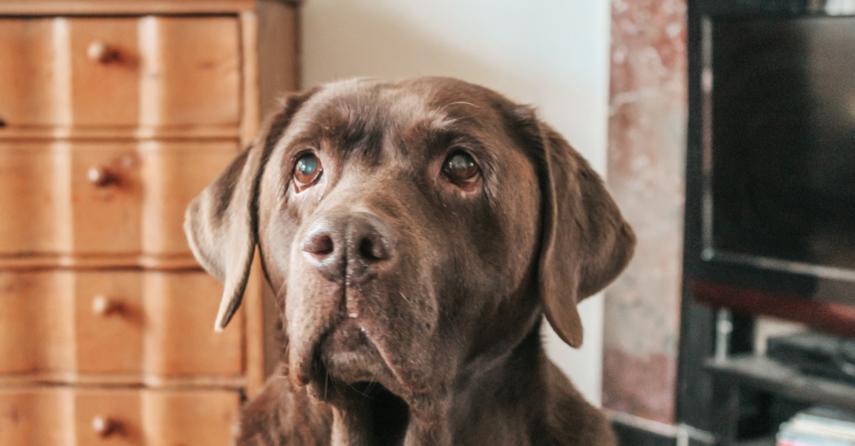 Désespérée par la mort de son chien, cette femme décide de prendre 2 ...