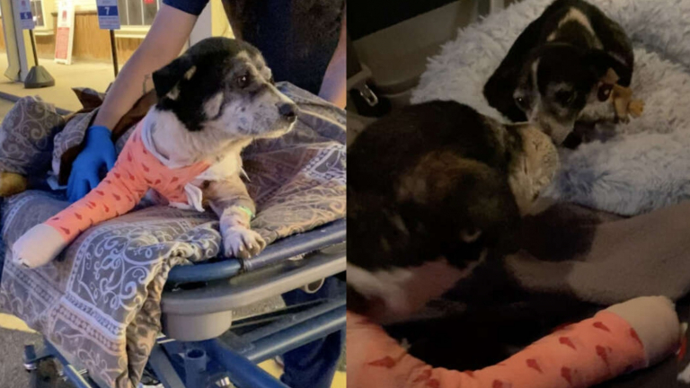 Après avoir été sauvé par un couple de bienfaiteurs, ce chien est tout ...