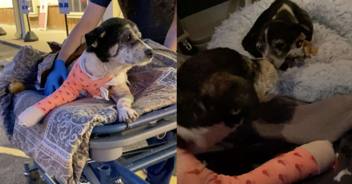 Après avoir été sauvé par un couple de bienfaiteurs, ce chien est tout excité de retrouver son ...