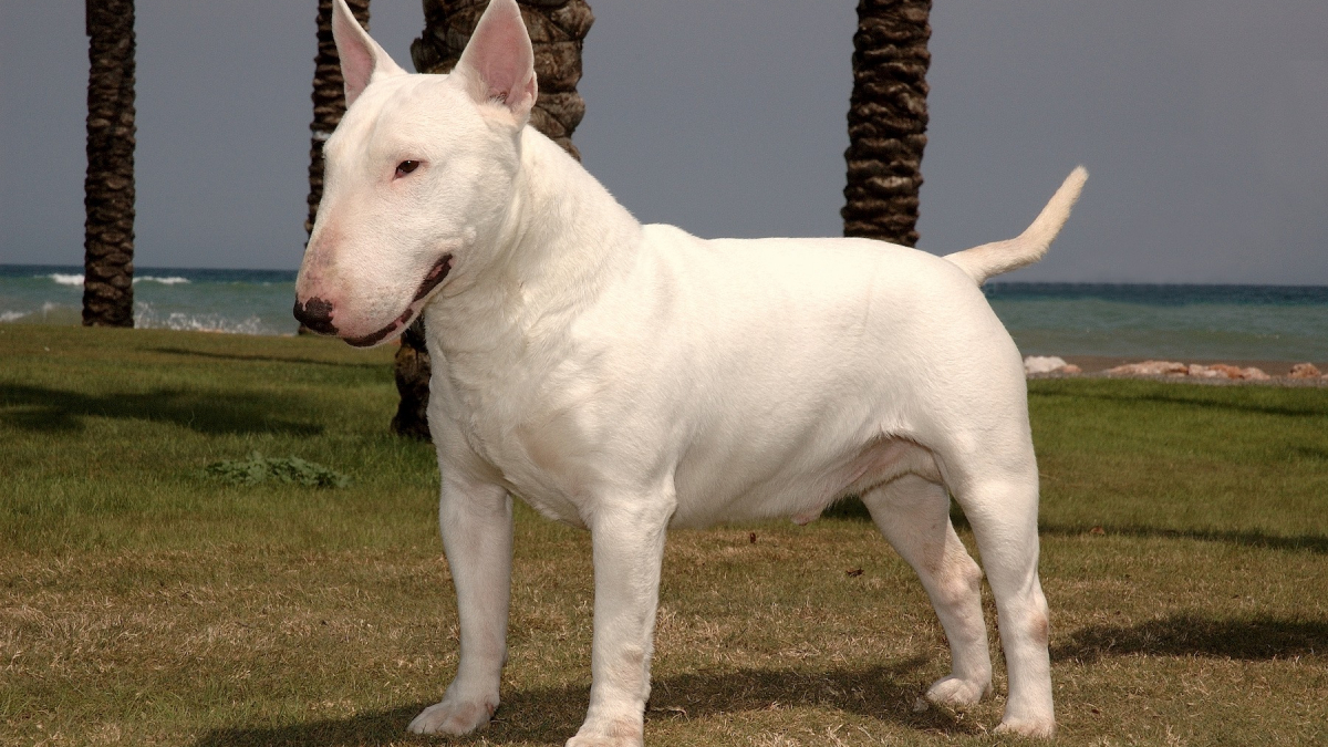 Bull Terrier : histoire, caractéristiques, éducation et coût