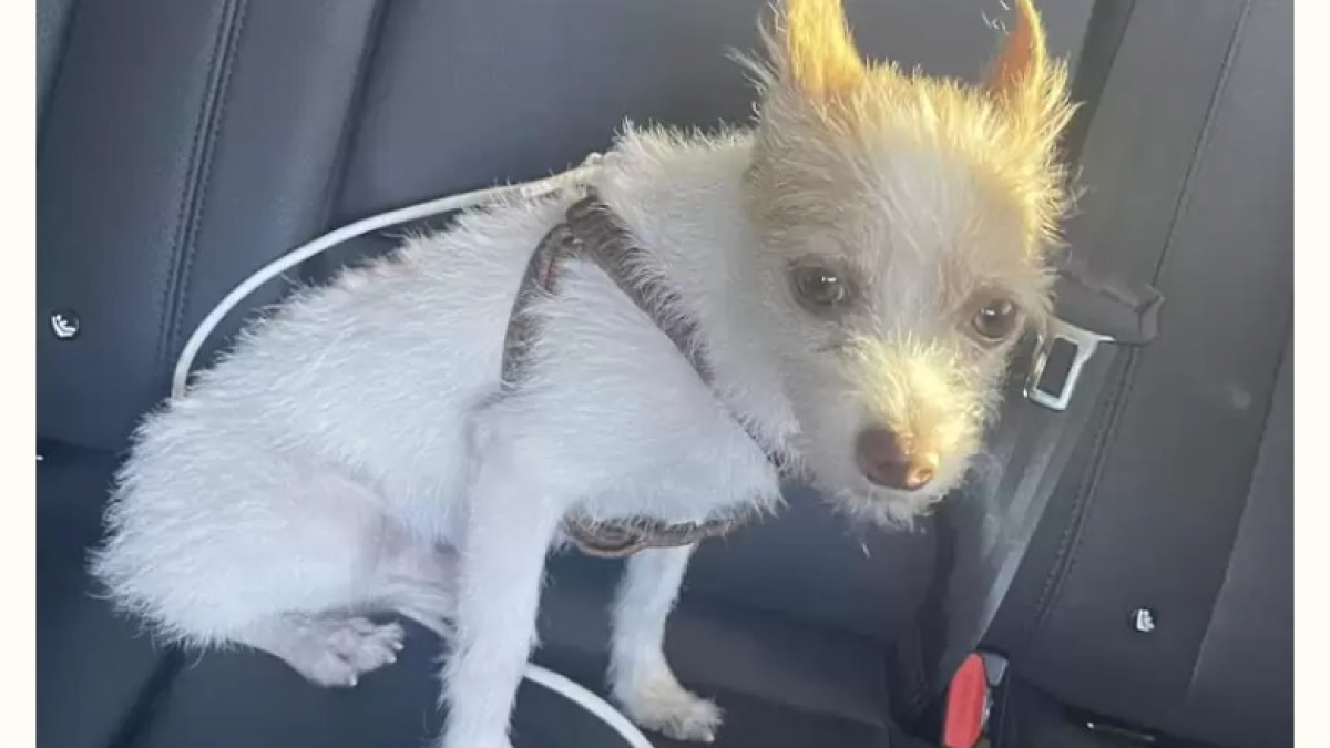 La rencontre de ce petit chien errant avec un policier va changer toute ...