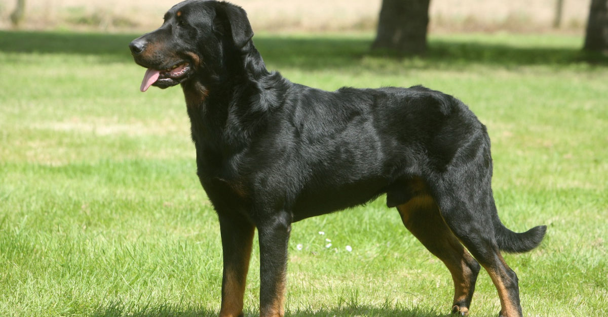 Beauceron : histoire, caractéristiques, éducation et coût