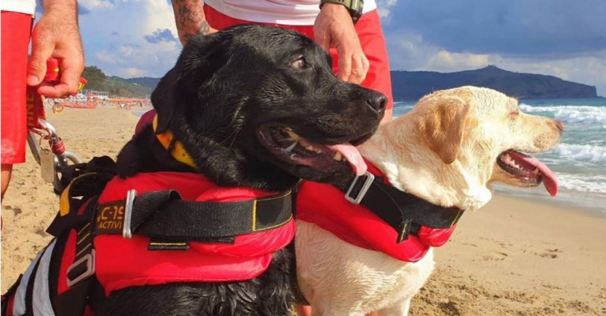 Un duo de chiens de sauvetage en mer vient en aide à une jeune fille ...