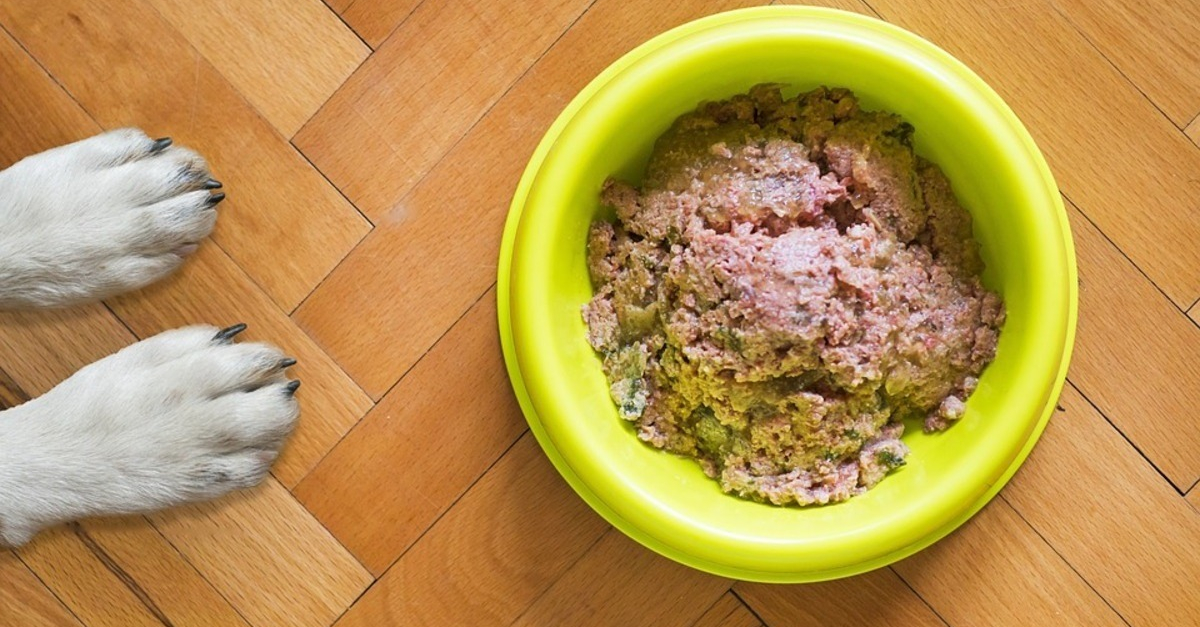 Les bienfaits d'une alimentation humide pour votre chien