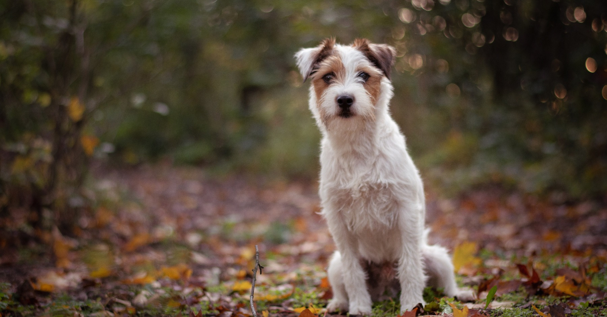 Parson Russell Terrier : histoire, caractéristiques, éducation et coût