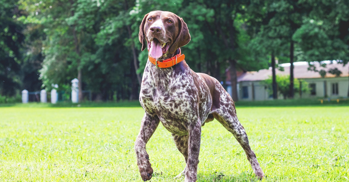 Braque Allemand à poil court : histoire, caractéristiques, éducation et ...