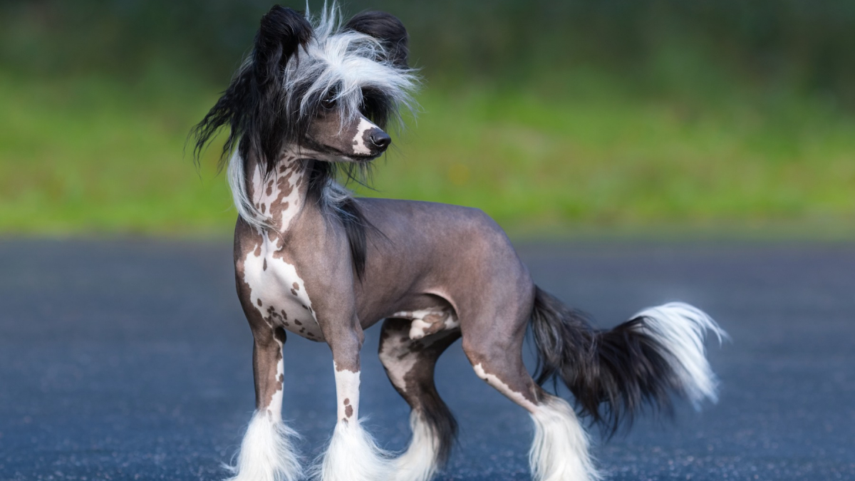 Chien Chinois à crête : histoire, caractéristiques, éducation et coût