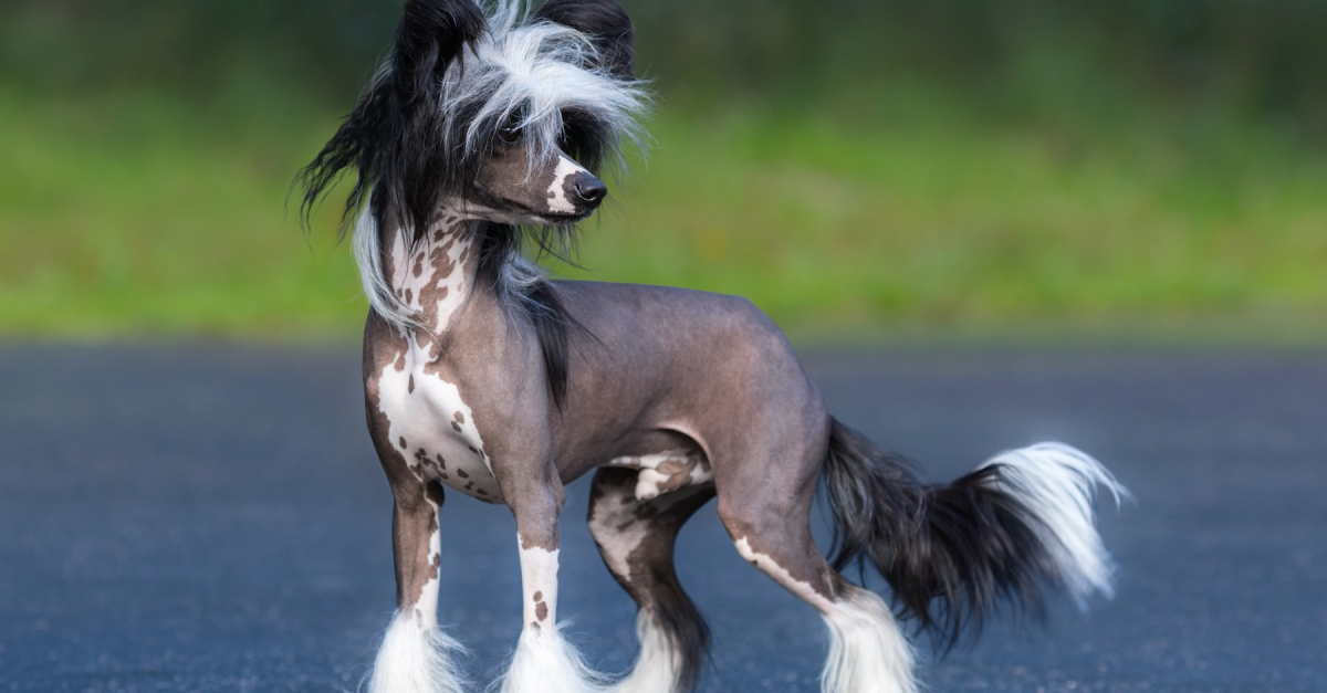 Chien Chinois à crête : histoire, caractéristiques, éducation et coût