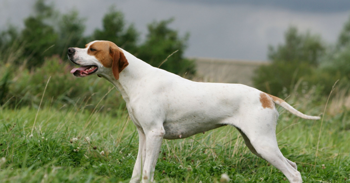 Pointer Anglais : histoire, caractéristiques, éducation et coût