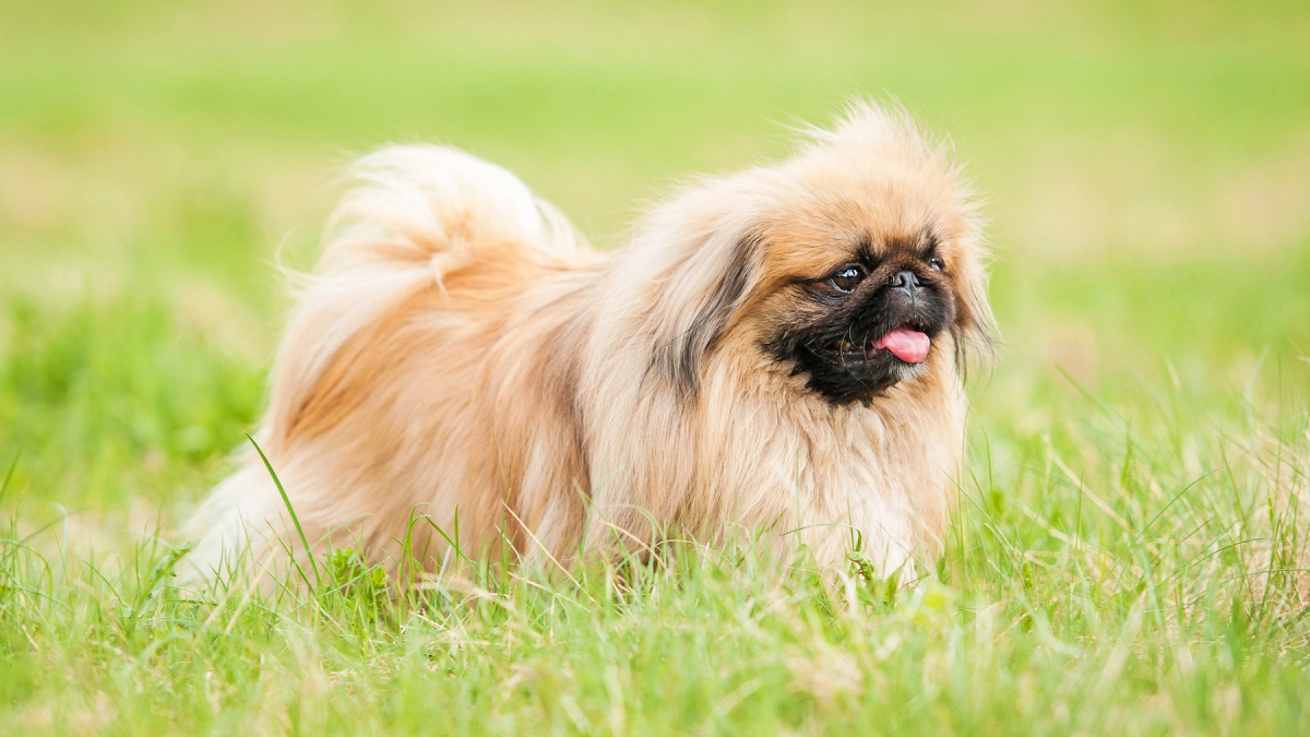 Pékinois : histoire, caractéristiques, éducation et coût