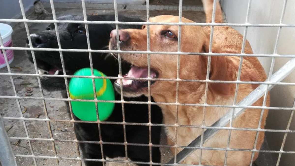 Pour libérer un chien dans une voiture laissée en plein soleil, un ...