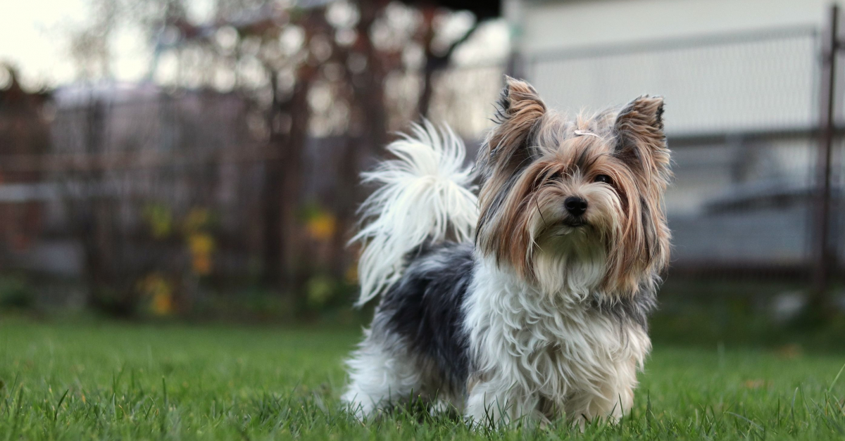 Biewer Yorkshire : histoire, caractéristiques, éducation et coût