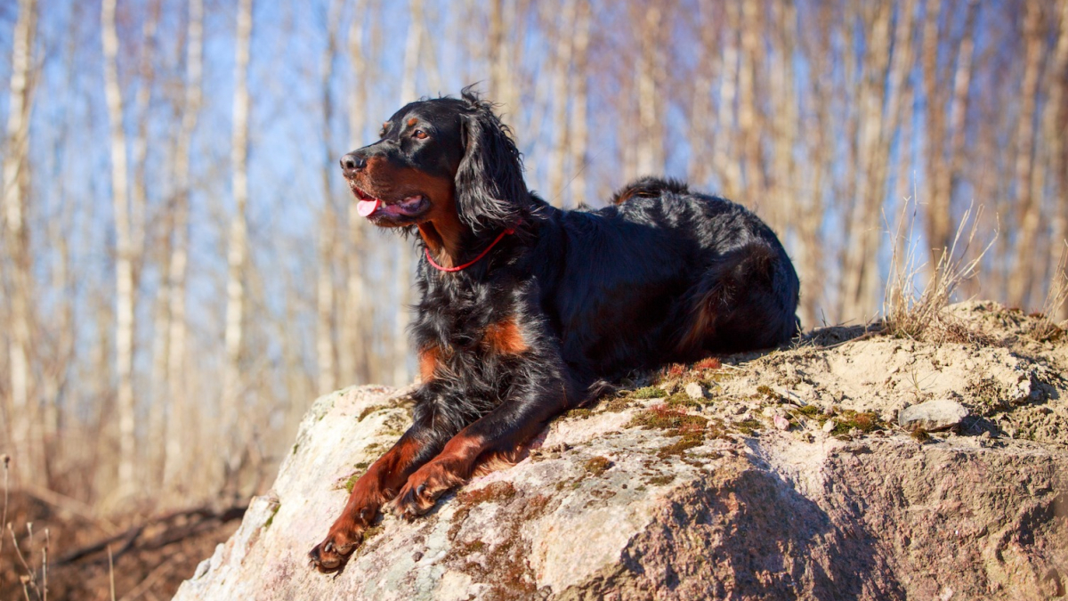 Setter Gordon : histoire, caractéristiques, éducation et coût