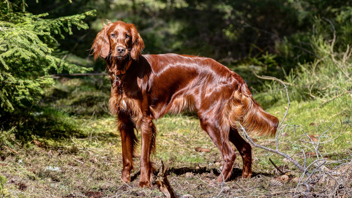 Setter Irlandais : histoire, caractéristiques, éducation et coût