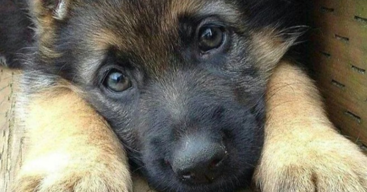 20 photos offrant un aperçu du charme irrésistible des chiots Bergers ...