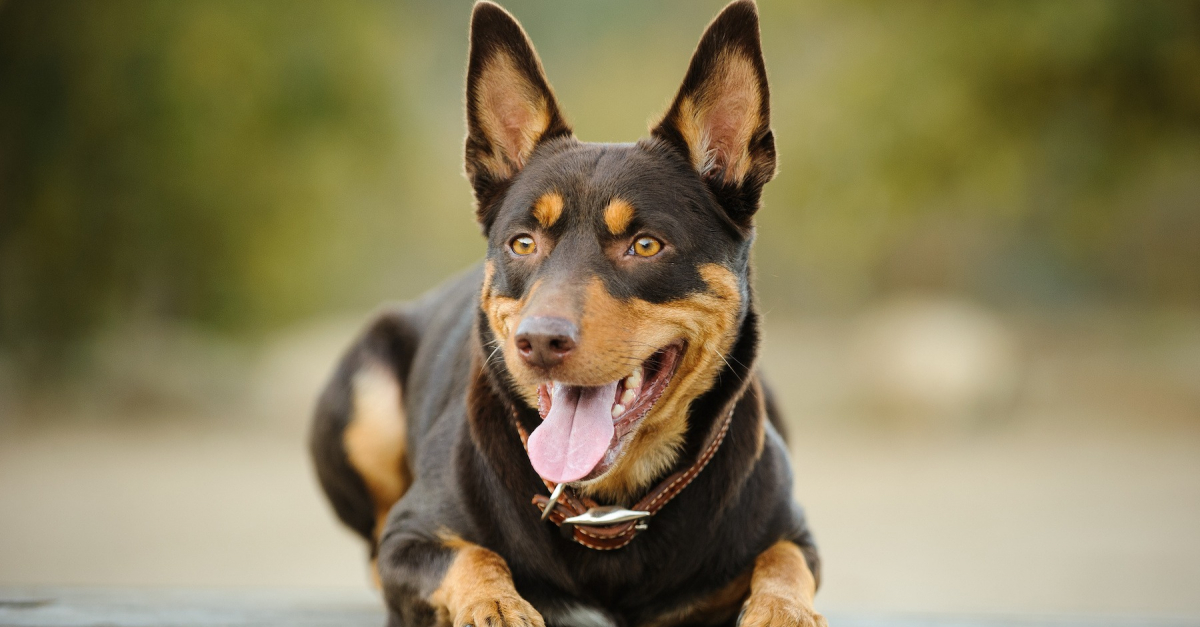 Kelpie : histoire, caractéristiques, éducation et coût