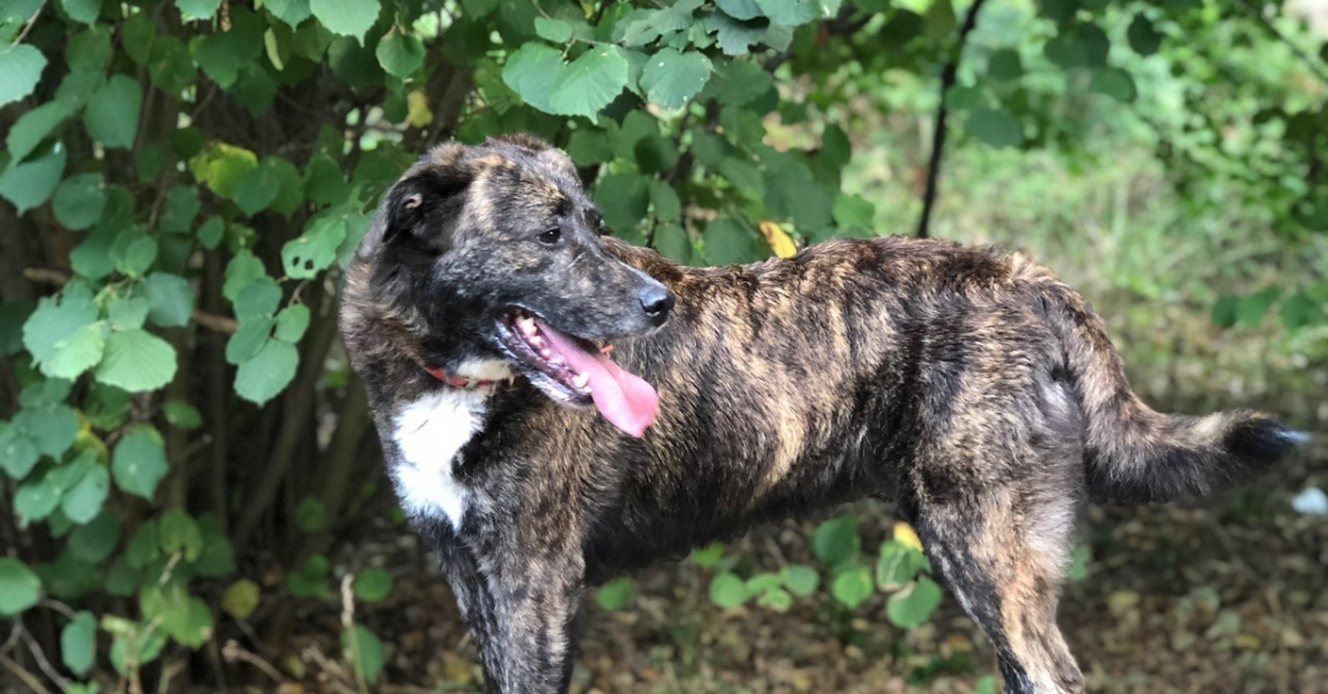 Cursinu : histoire, caractéristiques, éducation et coût