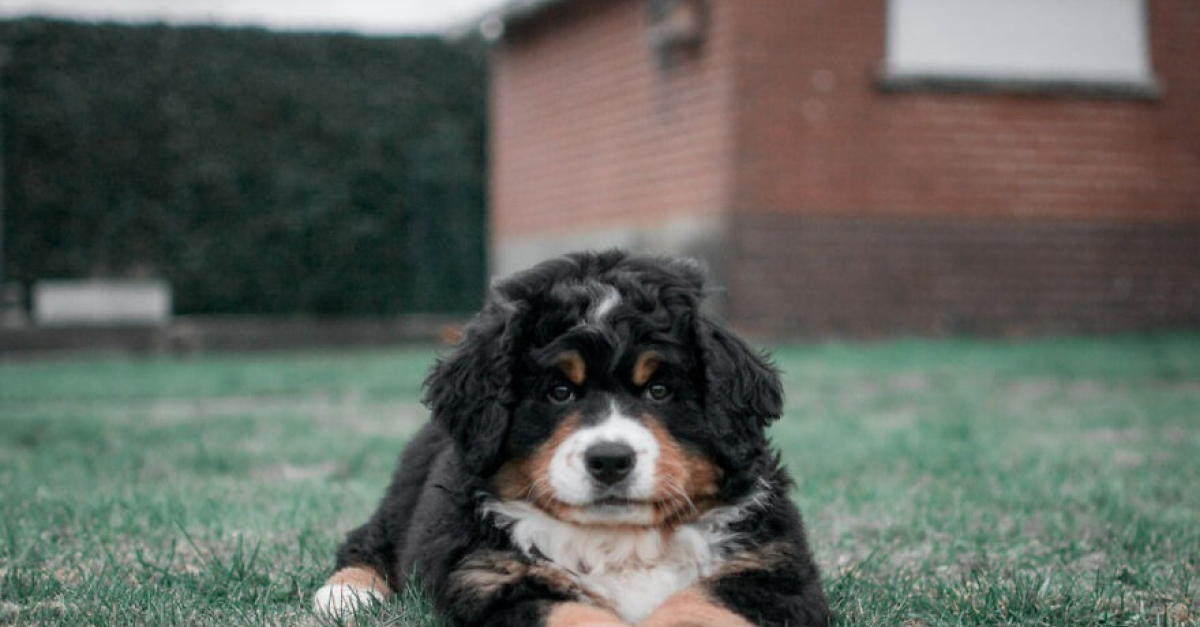 20 photos qui suivent l'évolution fascinante d'un Bouvier Bernois au ...