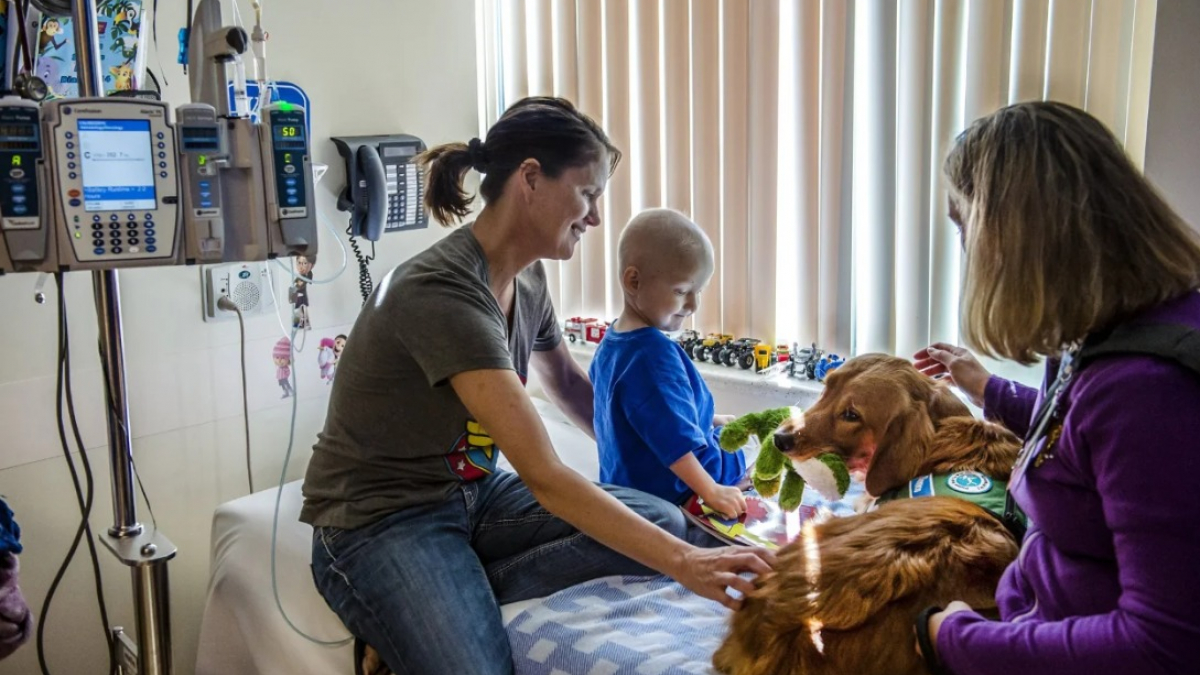 Les chiens de thérapie, ces médecins à quatre pattes qui soulagent la ...