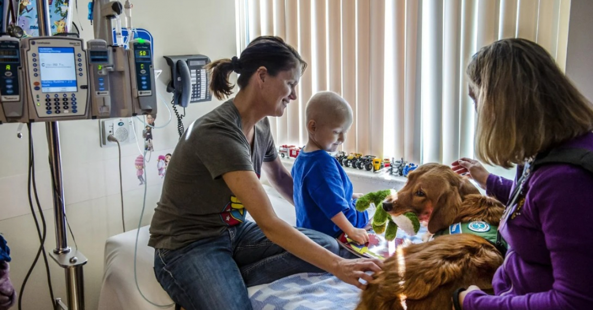 Les chiens de thérapie, ces médecins à quatre pattes qui soulagent la ...