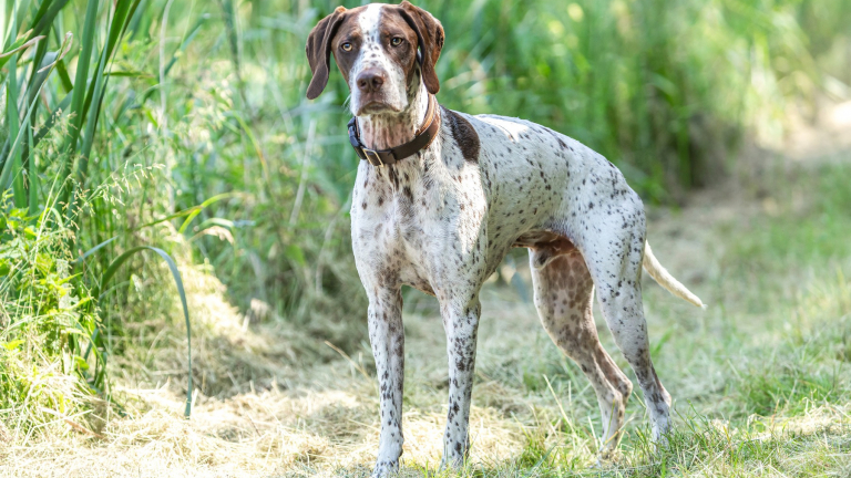 Braque Français : histoire, caractéristiques, éducation et coût
