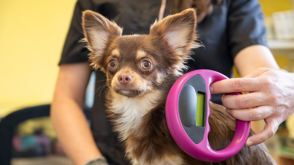 Identifier son chiot : où, quand, comment et à quel prix