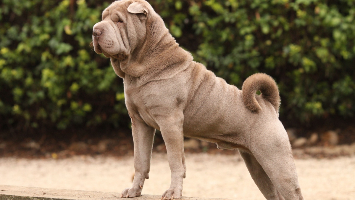Shar-Pei : histoire, caractéristiques, éducation et coût