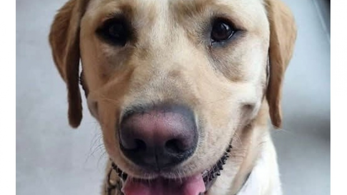 La double vie de Kai : un chien ordinaire à la maison, un héros en ...